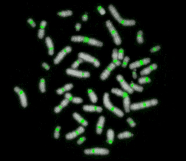 Calibre Scientific | Amplitech