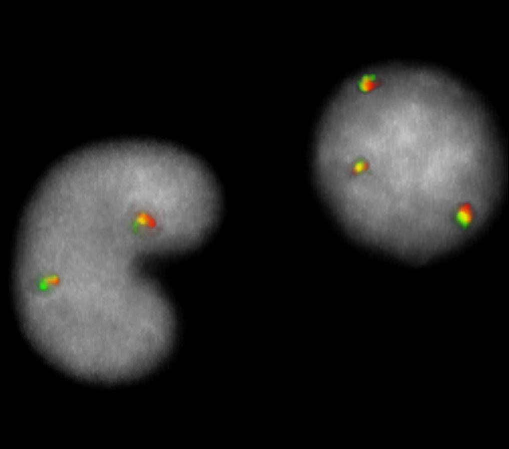 Calibre Scientific | Amplitech