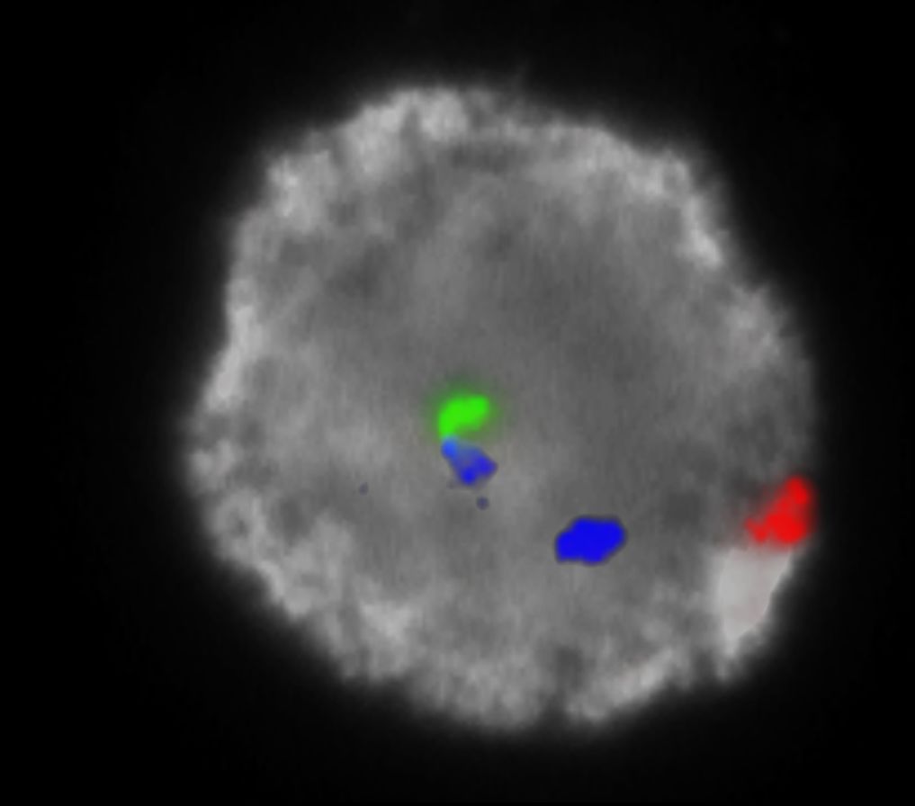 Calibre Scientific | Amplitech