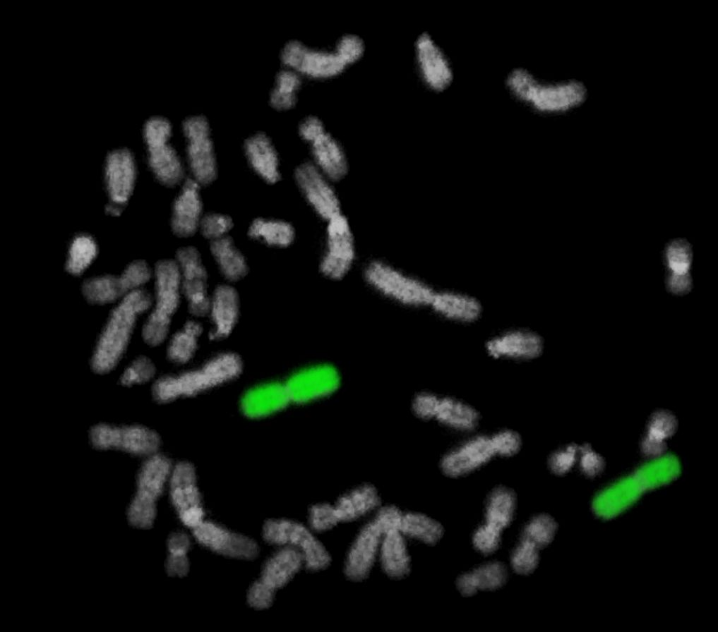 Calibre Scientific | Amplitech